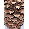 Amazon.com: 18-Count Extra-Large (5 to 7 inch) Longleaf Pine Cones for ...
