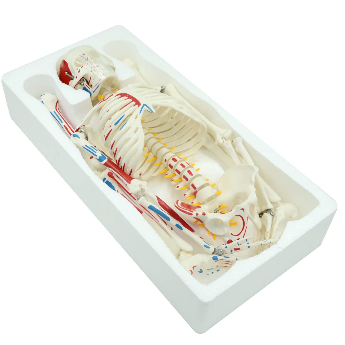 Snapklik.com : SKUMOD Human Skeleton Model, 34" Tall Skeletal Anatomy Model