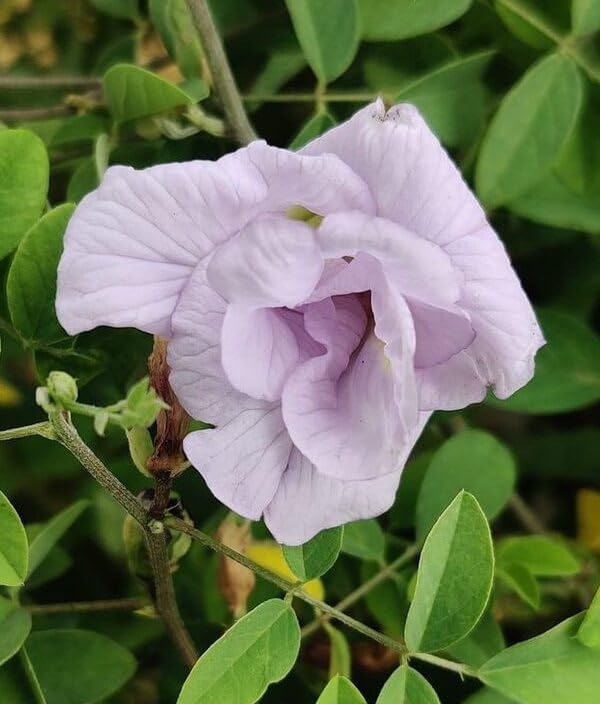 M-Tech Gardens Rare Shangupushpam/Aparajita/Clitoria ternatea Flower 10 ...