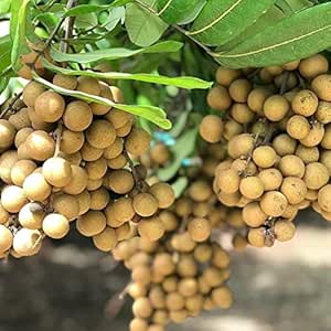 Cloud Farm Live Rare Dwarf Longan Fruit Plant, Thailand Variety Healthy Live Plant CF_02 ...