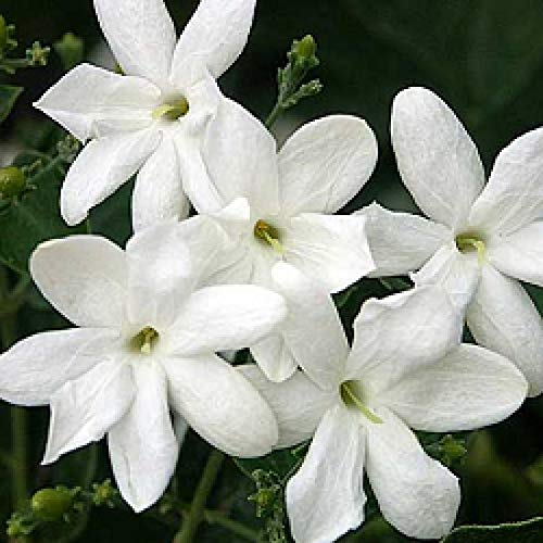 PLANTSGURU Jai, Juhi, Jasminum Polyanthum Live Plant (pot included ...
