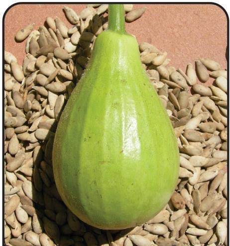 Creative Farmer Vegetable Seeds Lattu Ghiya Seeds - Bottle Gourd Bulb ...