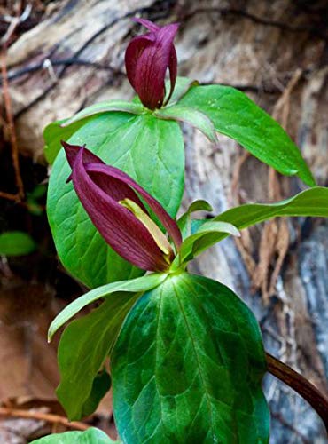 Purple Trillium