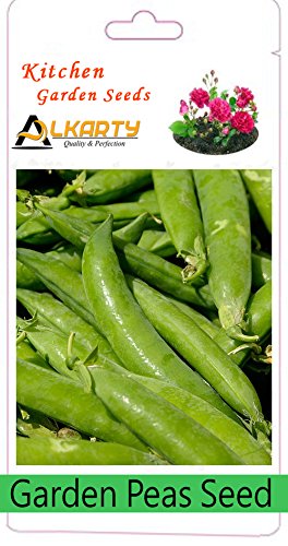 alkarty Peas (Matar) Seeds Winter Vegetable Seed 20 Seed per Packet ...