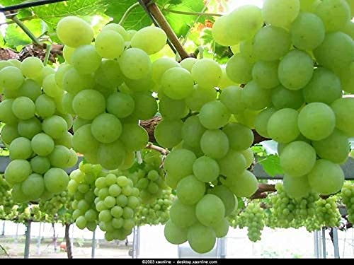 Trendygreens Grapes Green Super Sonaka Seedless Variety Angoor Fruit ...