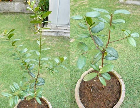 Creative Farmer Live Plant Sarva Sughandhi Allspice Plant Medicinal ...