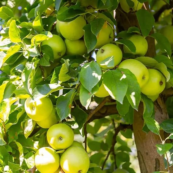 Green apple hybrid Sweet & healthy grafted fruit plant pack of 1 ...