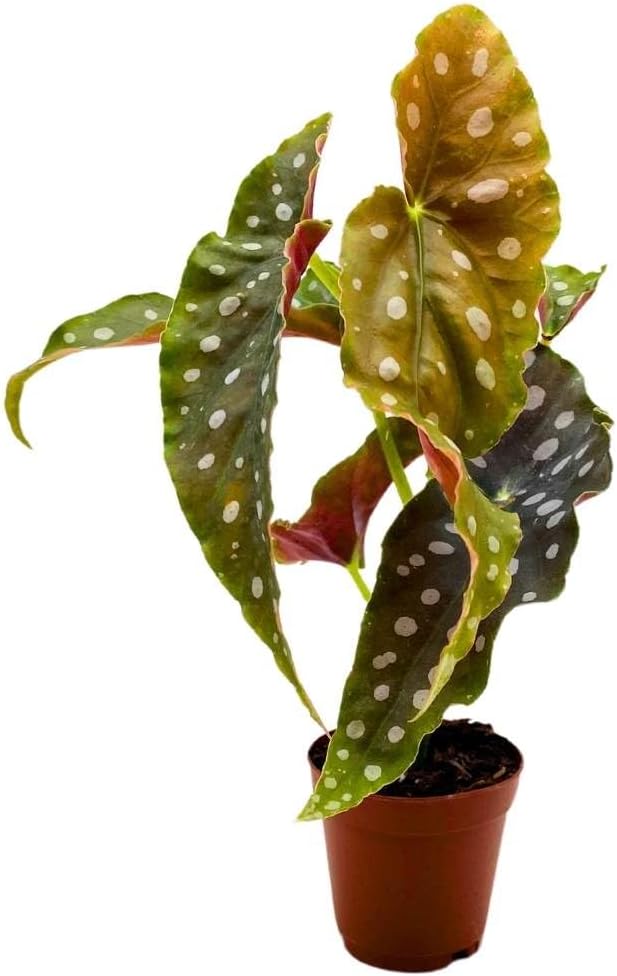 Amazon.com : Begonia Plant, Red Polka Dot Begonia Indoor Plant 3.5 ...