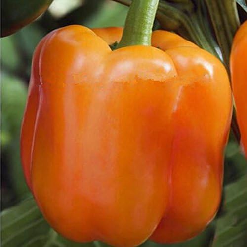 Amazon.com : 50 seeds/pack Home Garden Plant,orange sweet bell peppers ...