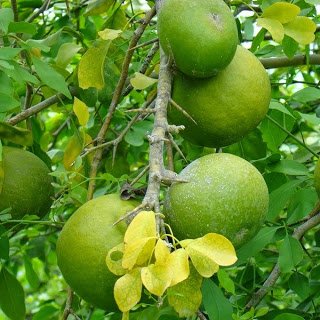 Creative Farmer Sacred Herb Tree - Vilvamaram,Beli,Billu Seeds - 30 ...