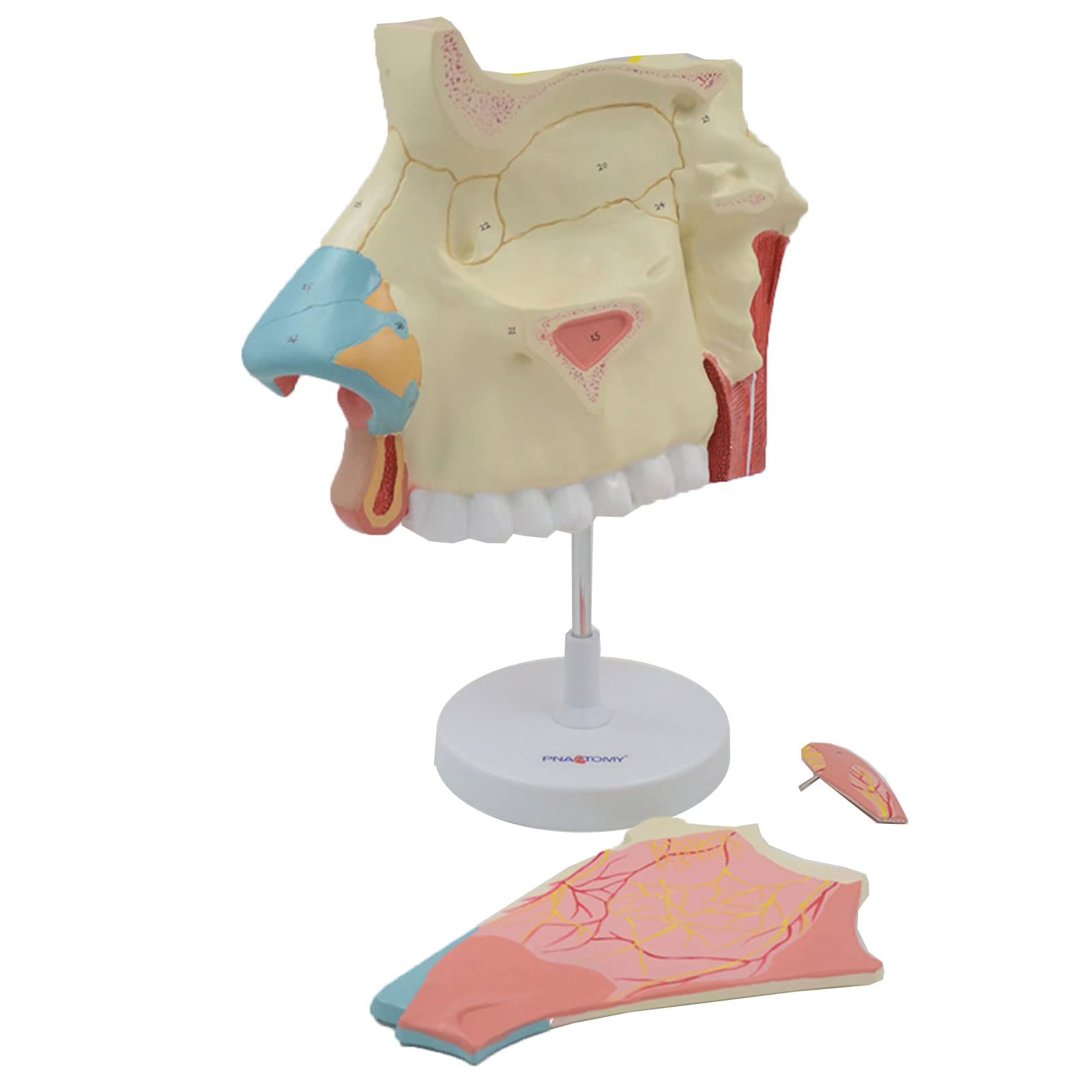 Buy 3 Times d Nasal Cavity Model Human Nose Anatomical Model Olfactory ...