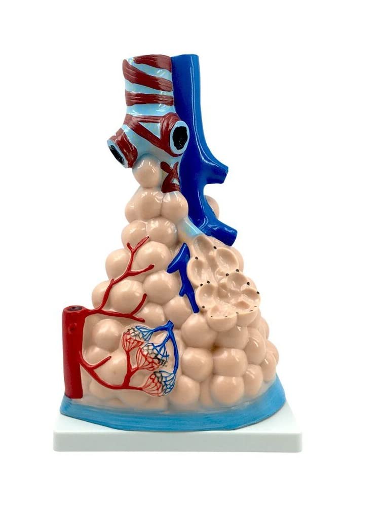 Buy East Dental Large alveolar Zoom Model Breathing Lung Model of Human ...