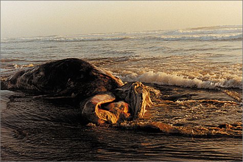 Slater Bradley: don't let me disappear: Bradley, Slater, Cruz, Amada ...