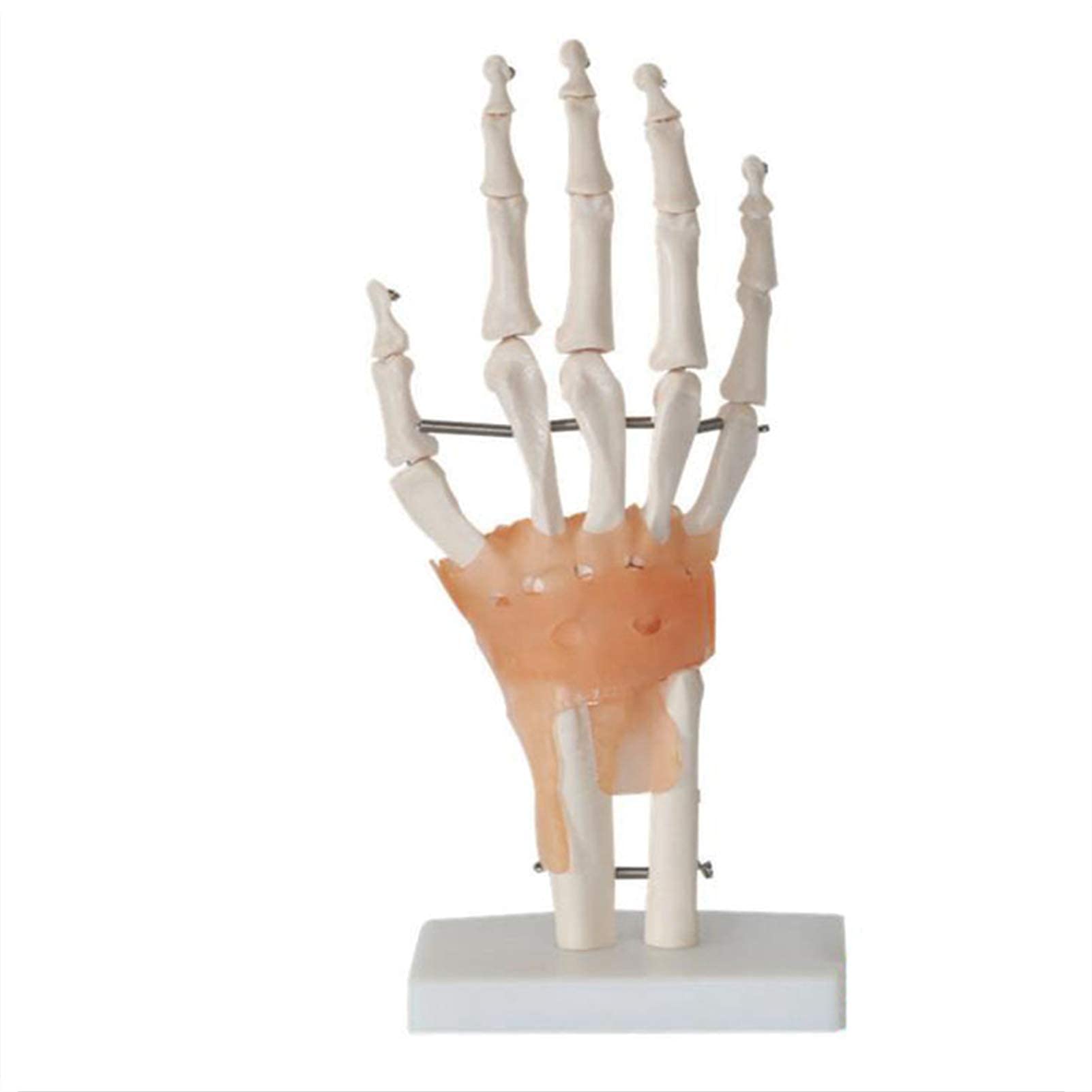 Xyxz Anatomy Model Life Size Human Hand Skeleton Model Anatomy ...