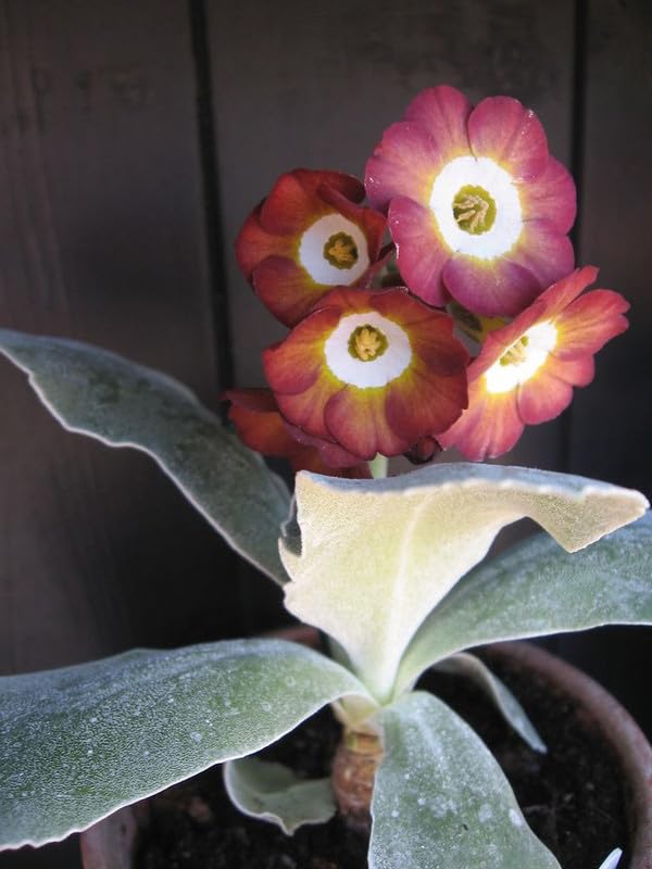 Ritz Farming® Primula flower seeds | dull red Primula flower seeds for ...