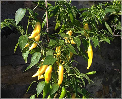 Golden Hills Farm Yellow Mirchi Seeds - Chillies Yellow Seeds Long And ...