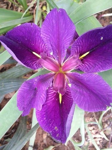 Amazon.com : 10 'Blue Diamond' Dutch Iris Flower Bulbs : Iris Plants ...