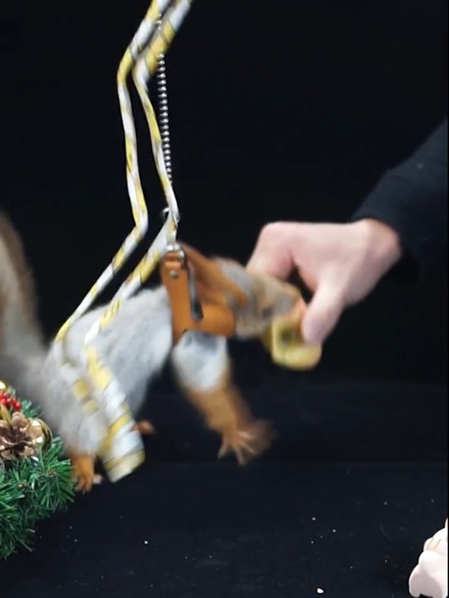Watch Squirrel Harness and Leash Set on Amazon Live