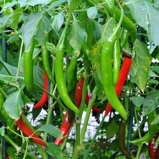 Sky Nursery Chilli Tree plant |chilli plants for home garden | Live ...