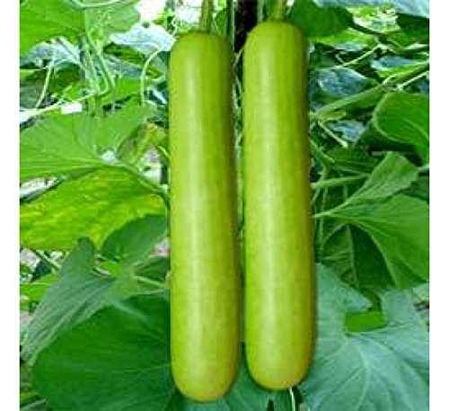 Creative Farmer Vegetable Seeds Sorakaya, Sorakaya, Aanapakaya Seeds ...