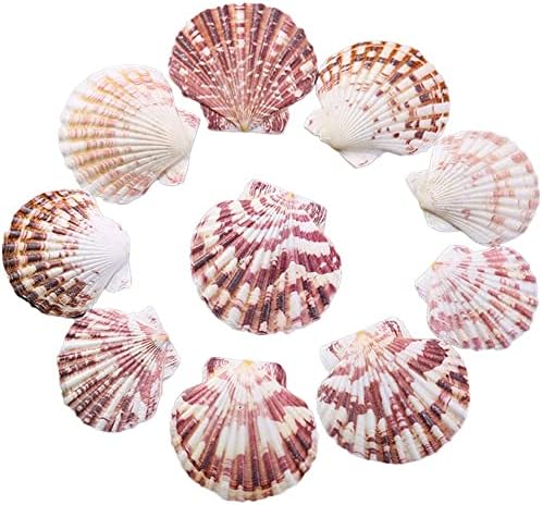Amazon.com: 35Pcs Scallop Shells for Crafts 2-3 Inch, White Sea Shells ...