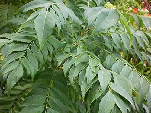 Eco-Shop Kari Patta, Mithi Neem Plant : Amazon.in: Garden & Outdoors