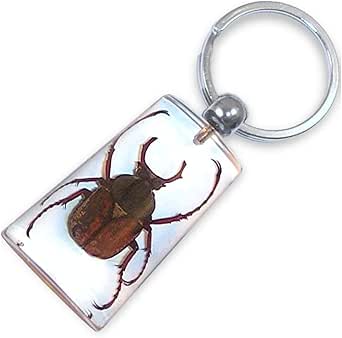 Amazon.com: Real Insect Key Chain - Long Arm Stag Beetle : Automotive