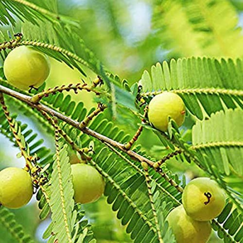 Grafted Amla Indian Gooseberry Phyllanthus Emblica Nelli Amlika Usiri ...