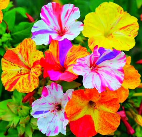 Grow Four O'Clocks From Seed: Say Hello to Beautiful Blooms - Peace ...