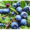 Amazon.com : Blueberry 50 Seeds - Blueberries Seeds for Planting, Dwarf ...