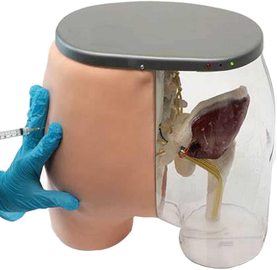 Teaching Model,Injection Training Buttock Model Transparent Butt ...