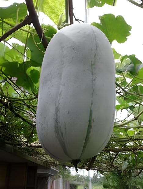 Desi Ash Gourd Seeds, Indian Mithai Petha (Pack of 505 Seeds) : Amazon ...