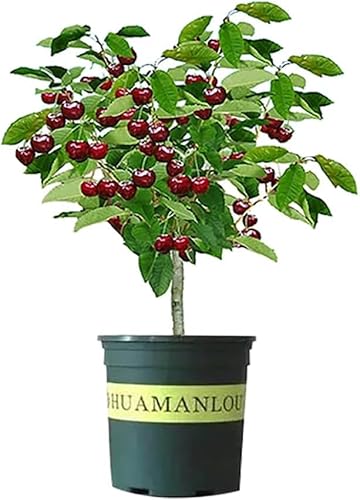 Best Cherry Trees That Bear Fruit for Home Gardens – Trusted Garden Reviews