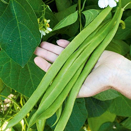 Suttons Bean (Runner) Seeds Moonlight, Vegetable Seed, Approx. 35 Seeds ...