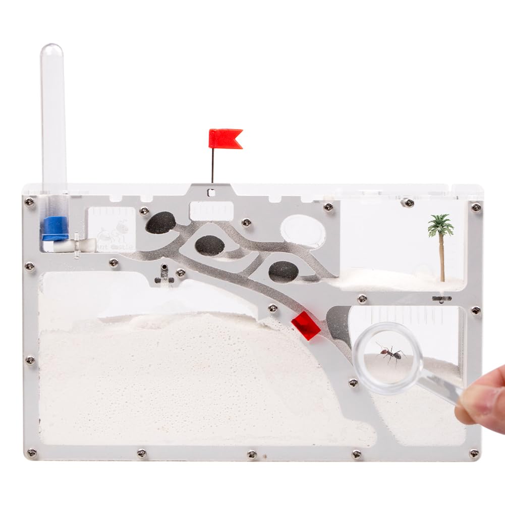 Sand Ant Farm as Educational and Learning Kits to Observe and Study Ant ...