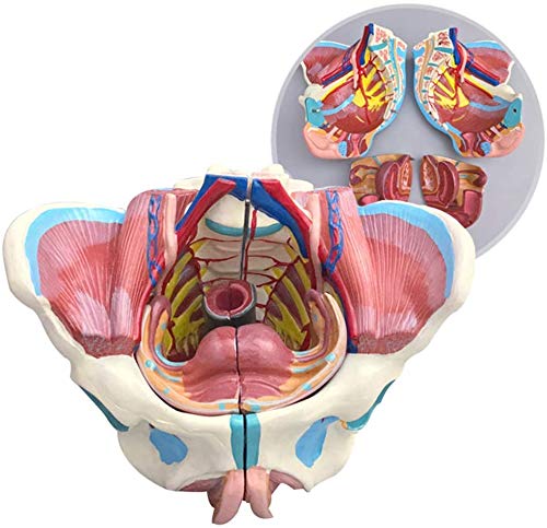 Lbylyh Human Anatomy Female Pelvis Model Pelvis And Ligament Vascular ...