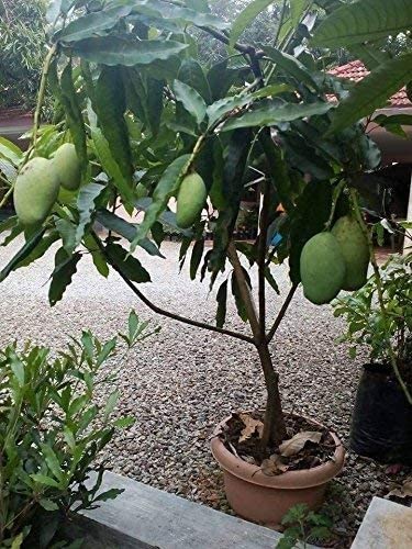 Cloud Farm Himsagar and Kishan Bhog Mango Grafted Hybrid Live Plant ...