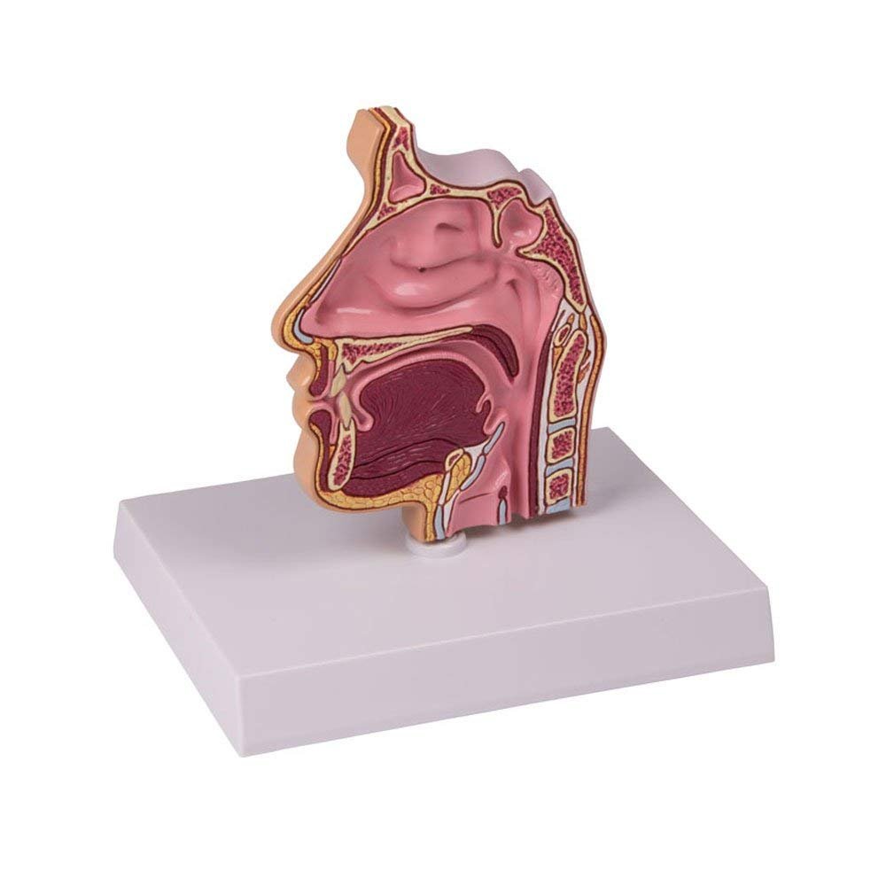 Scaled Down Nose And Sinus Model Nasal Cavity Model Anatomy ...