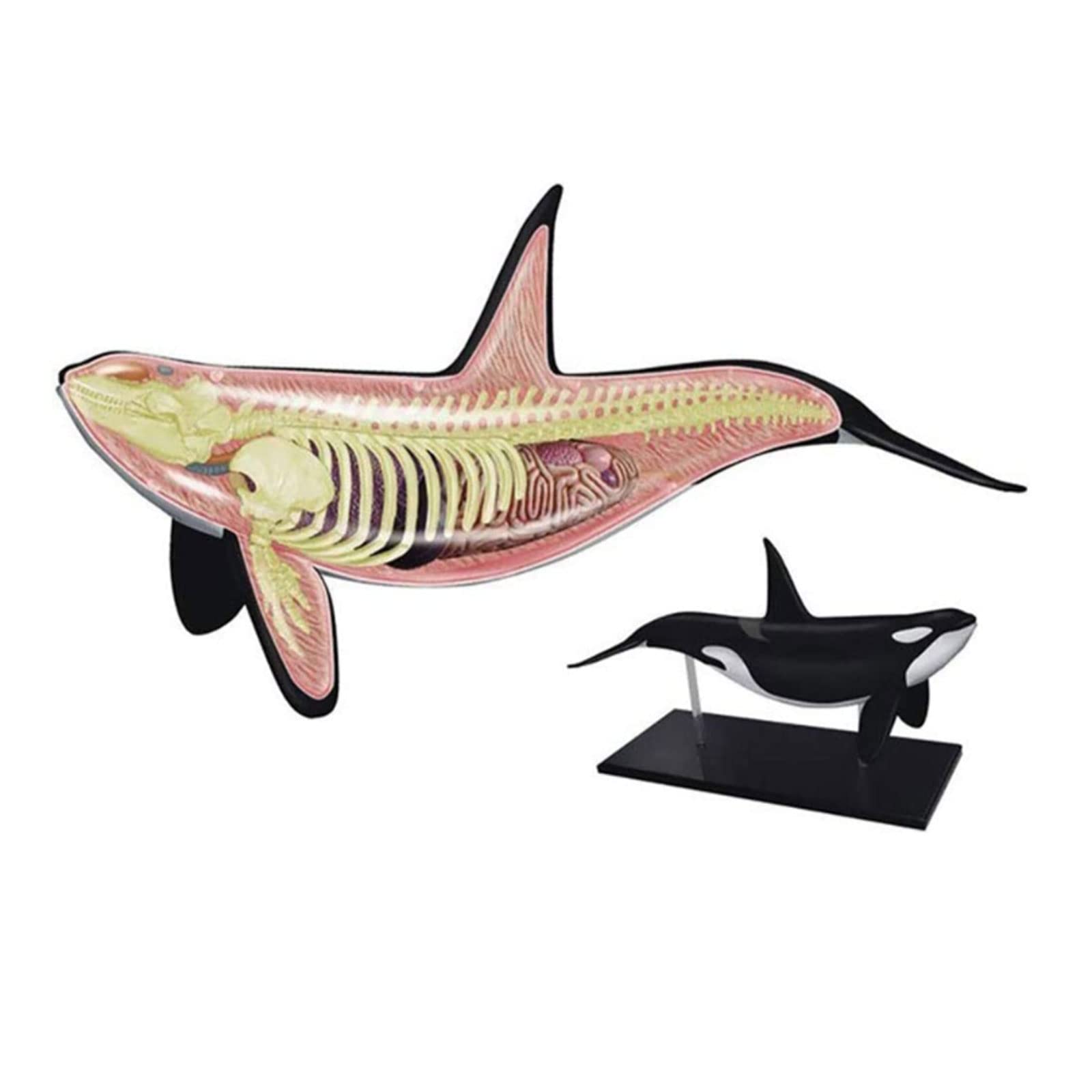 Anatomía De Una Ballena
