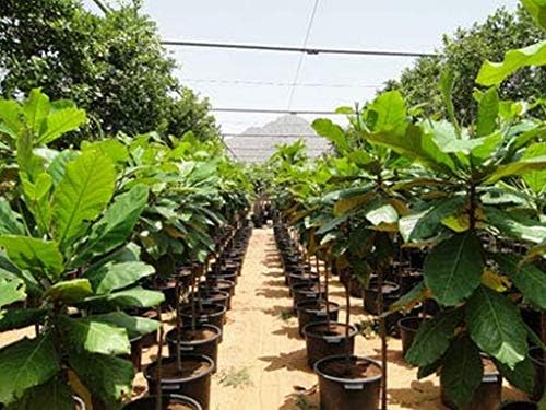 Creative Farmer Badam Plant Almond(Kagaji Badam) Grafted Live Real ...