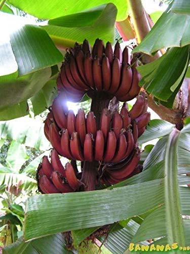 Red banana tree plant at home pack of 2 : Amazon.in: Garden & Outdoors