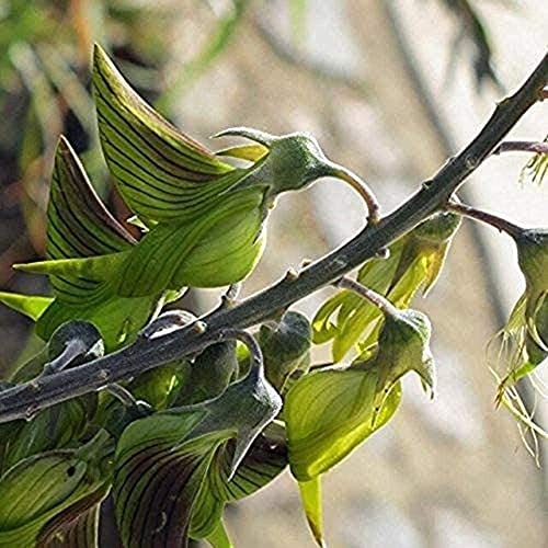 Japanische Weie Vogelblume Kaufen
