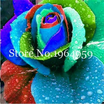 35Pcs Holland Rainbow Rose Flower Lover Multi-Color Home Garden Rainbow ...