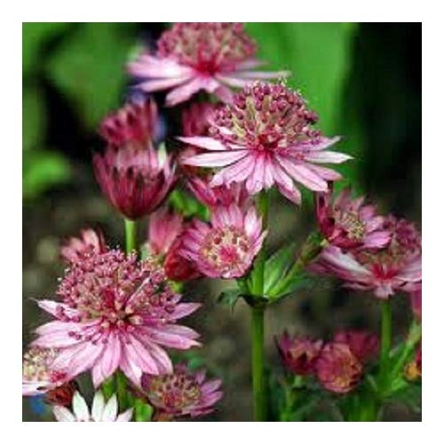 Astrantia Major 'Rose Symphony' / Hardy Perennial/Seeds : Amazon.co.uk ...