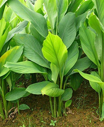 Sumang Green Land Haldi Plant (1 Live Healthy Plant) With Pot : Amazon ...
