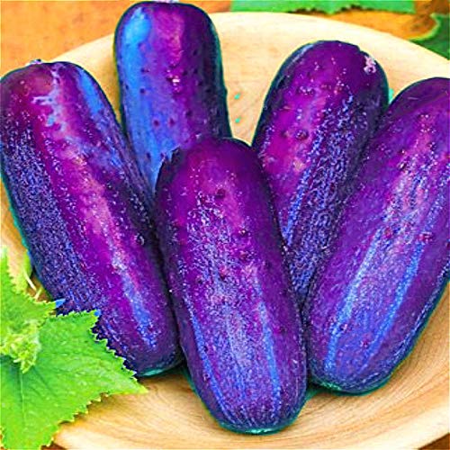 VISHWASAI Purple Cucumber Garden Farm Vegetable Plants Seeds 100Pcs ...