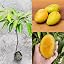 Golden Bloom Grafted Original King Of Chakapat Mango Plant Tree Height ...