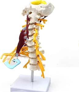 Amazon.co.jp: Human vertebrae skeletal model, cervical muscular nerve ...