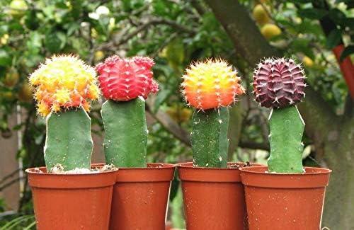 Amazon.com : Grafted Colorful Three Moon Cactus Collection : Patio ...