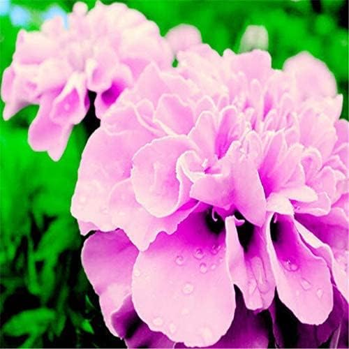 Amazon.com : MITRAEE 100 Pink Color French Marigold Flower Seeds ...